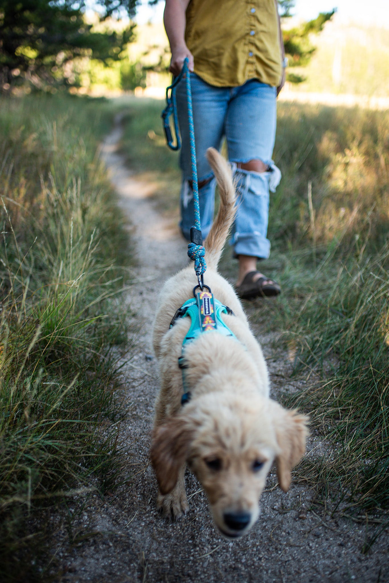 Trainer Tips: 3 Ways to Get Your Dog to Walk Better on a Leash – Wilderdog