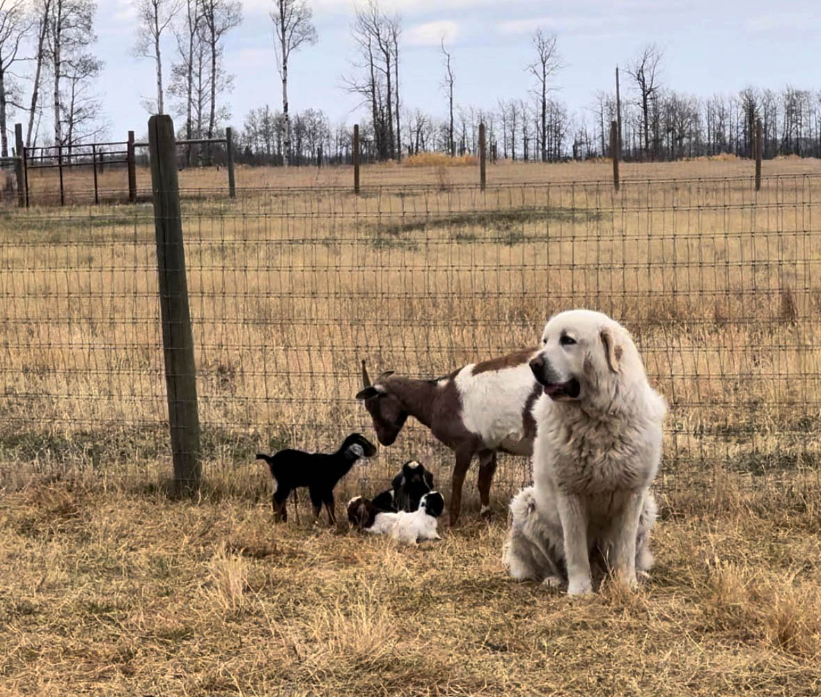 Huck the Livestock Guardian Dog – Wilderdog