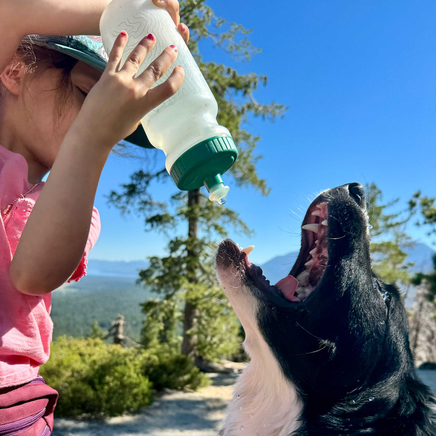 Plant-Based Water Bottle – Wilderdog